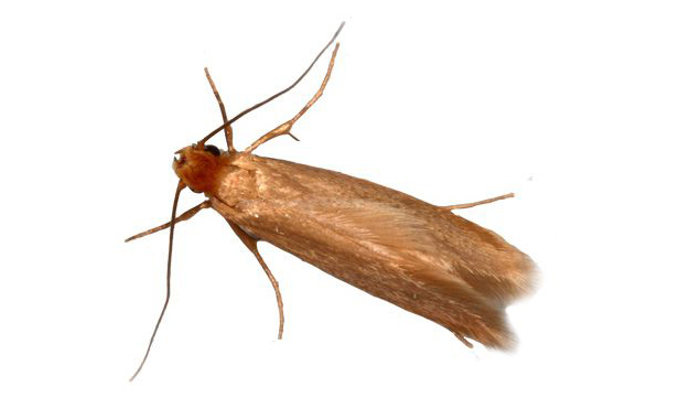 Clothes Moths | Pest Control Services in London | VEM