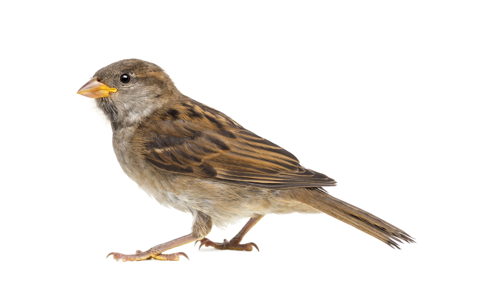 House Sparrows | Pest Control Services in London | VEM