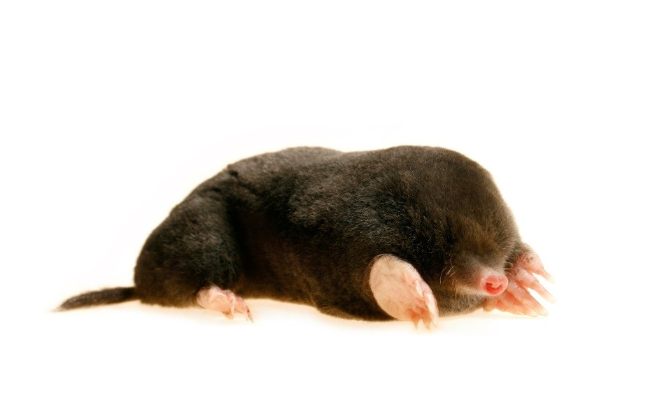 Moles | Pest Control Services in London | VEM